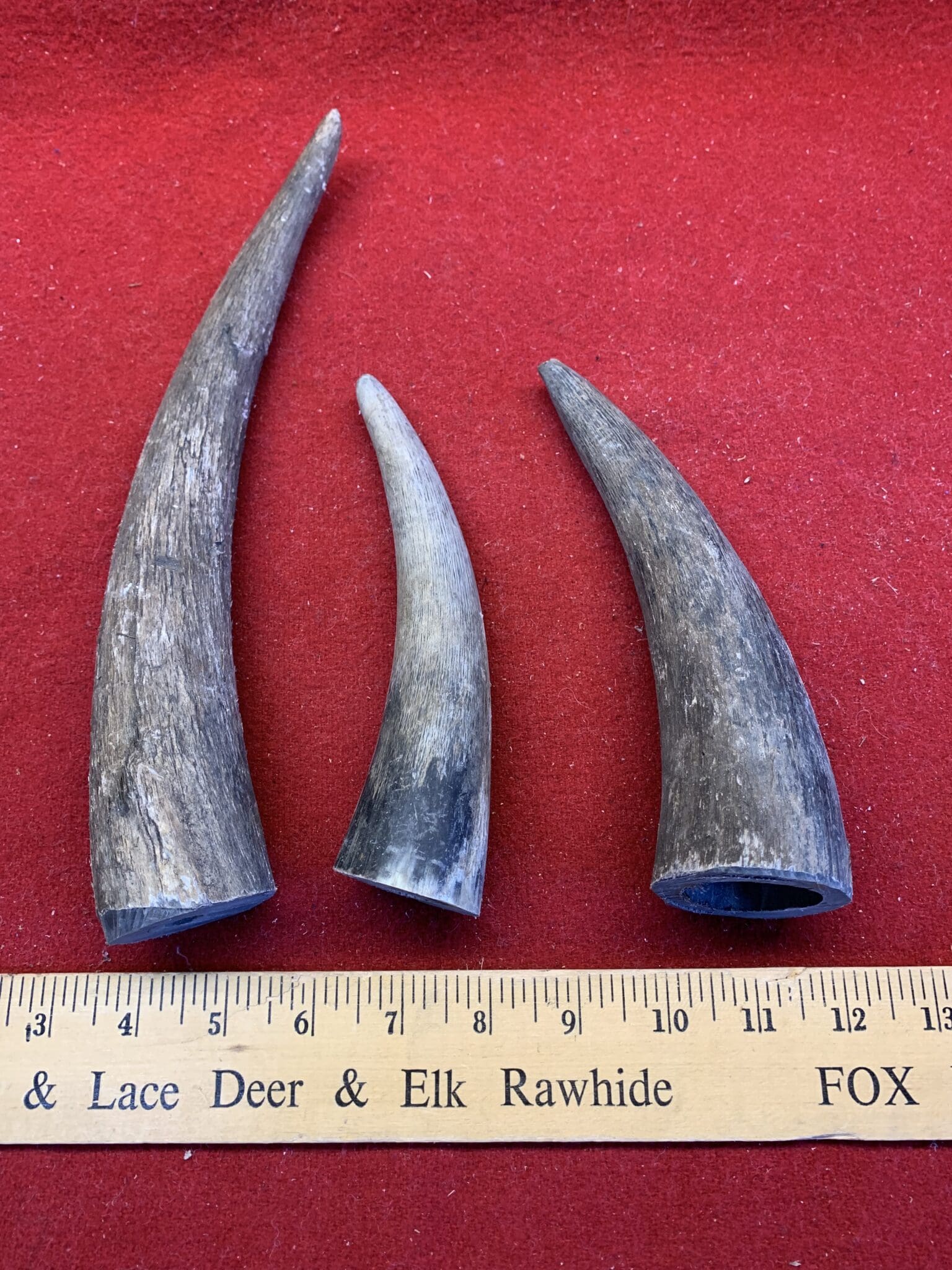 Cow horns - Small Raw/Unfinished Cow Horns