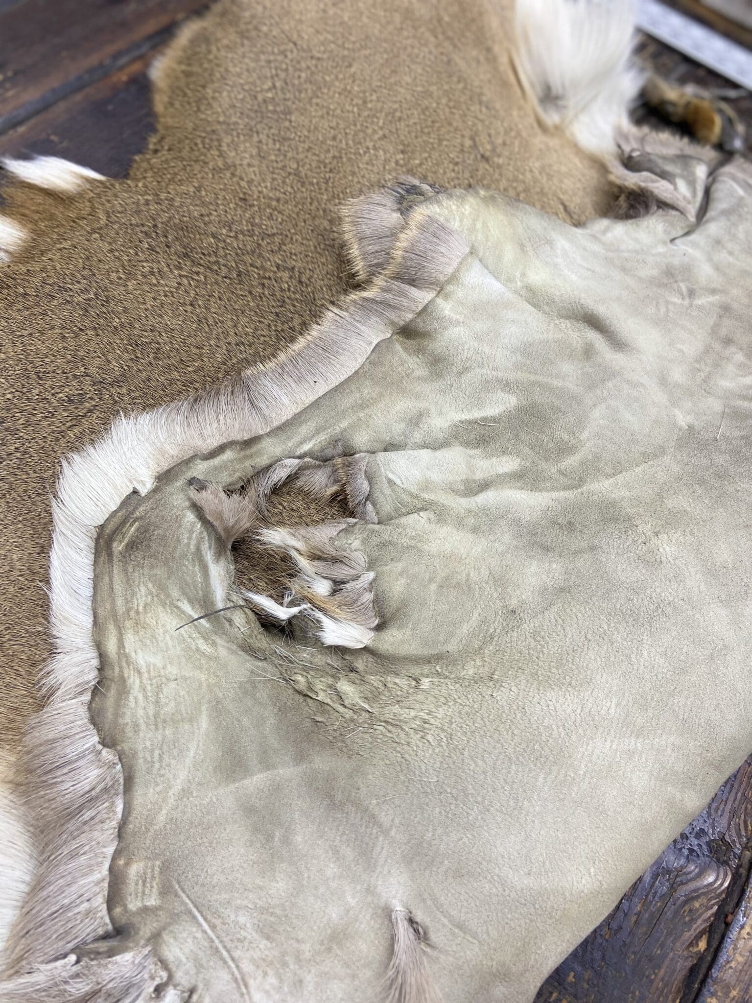 Hair-on Deer Hide / Buckskin hide / Shelf#7T - Kentucky Leather and Hides